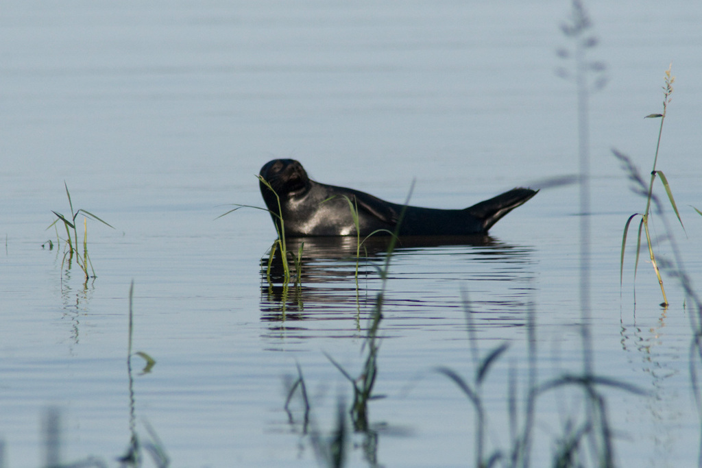 Ringed Seal and allies (Pusa) - Know Your Mammals