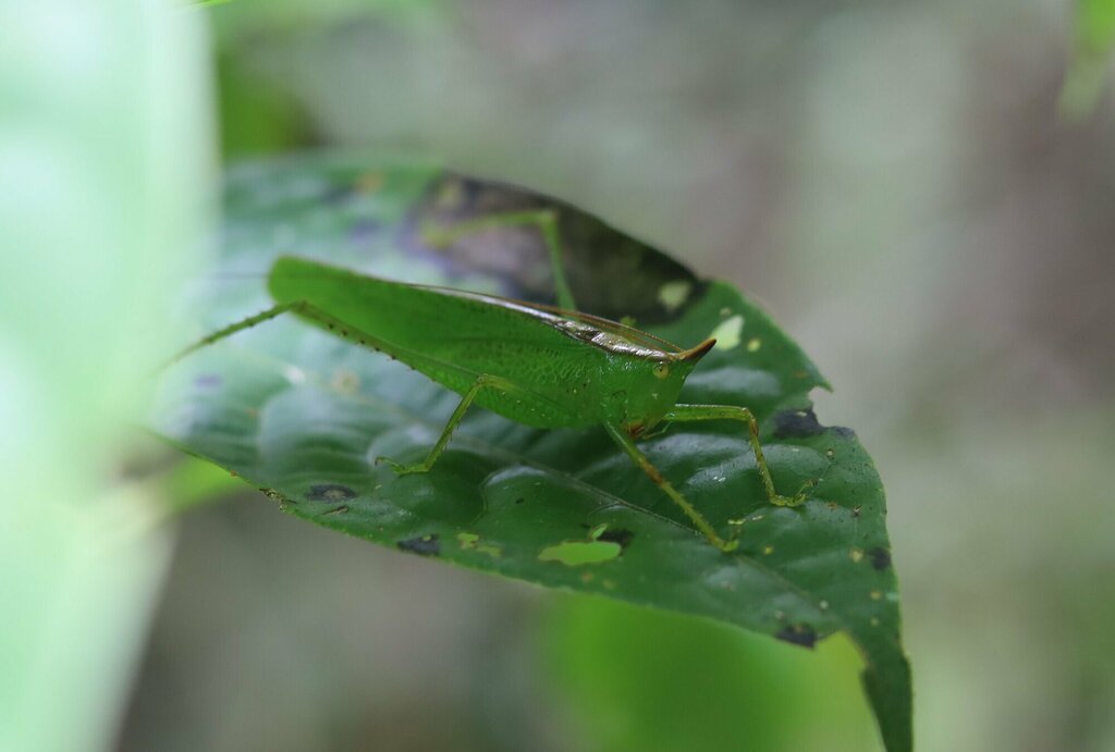 Melanophoxus brunneri from Maynas, Loreto, Peru on July 25, 2022 at 09: ...