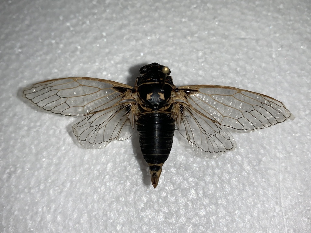 Okanagana gibbera from CA-120, Benton, CA, US on July 16, 2022 at 02:15 ...