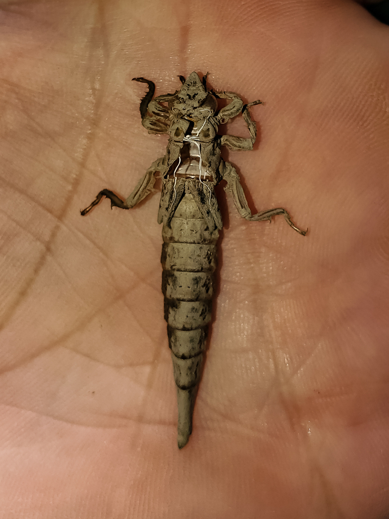 Arrow Clubtail from Saginaw County, MI, USA on July 30, 2022 at 01:41 ...