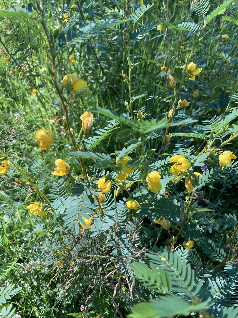 partridge pea from Russell St, Sunderland, MA, US on August 03, 2022 at ...