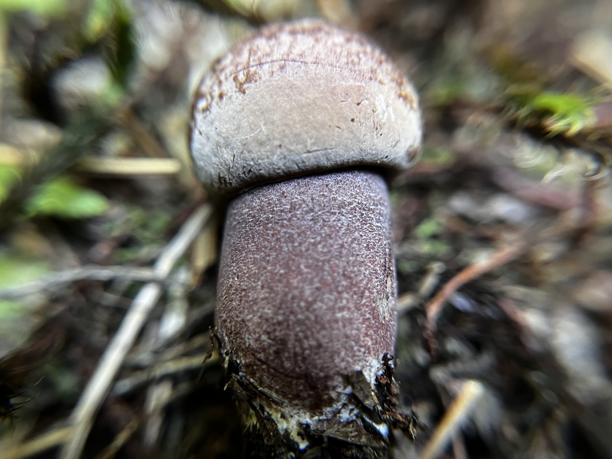 Sutorius eximius (Peck) Halling, Nuhn & Osmundson