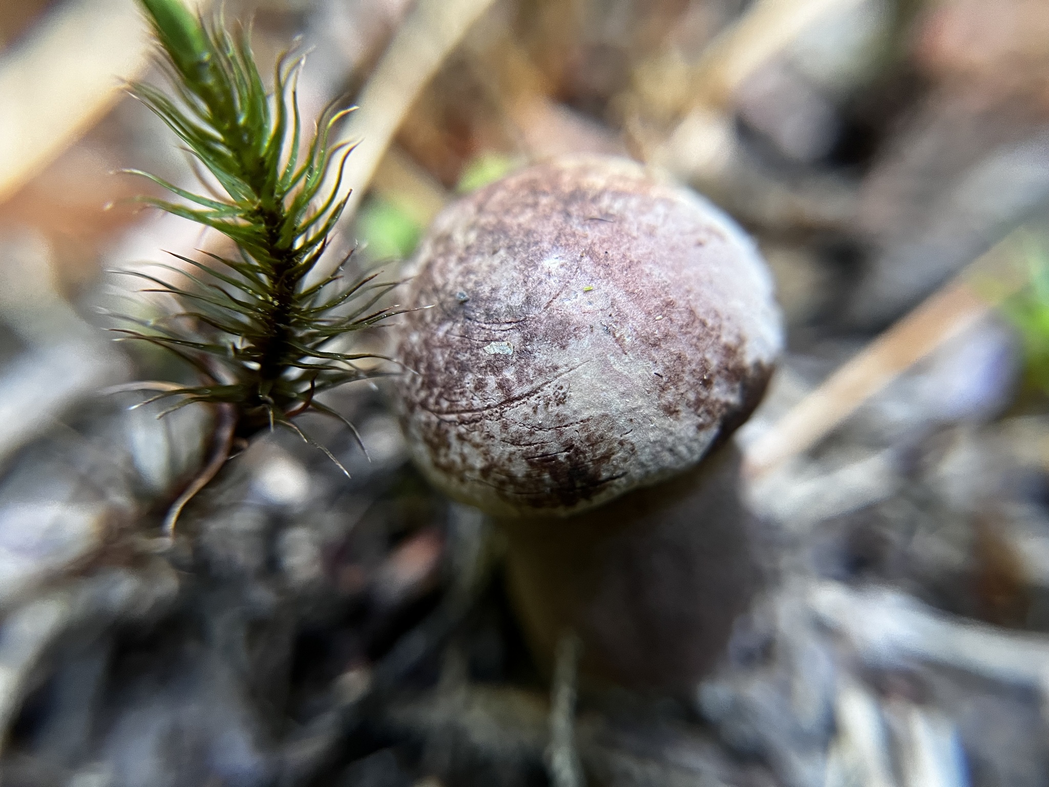 Sutorius eximius (Peck) Halling, Nuhn & Osmundson