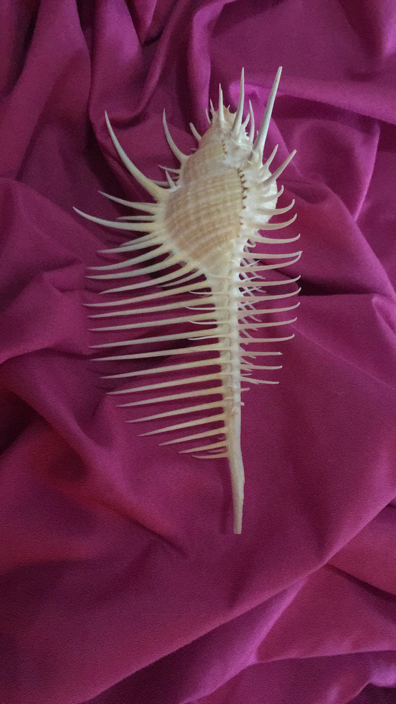 Venus' Comb Murex in August 2022 by obsessedbuglady. This is a spiky ...