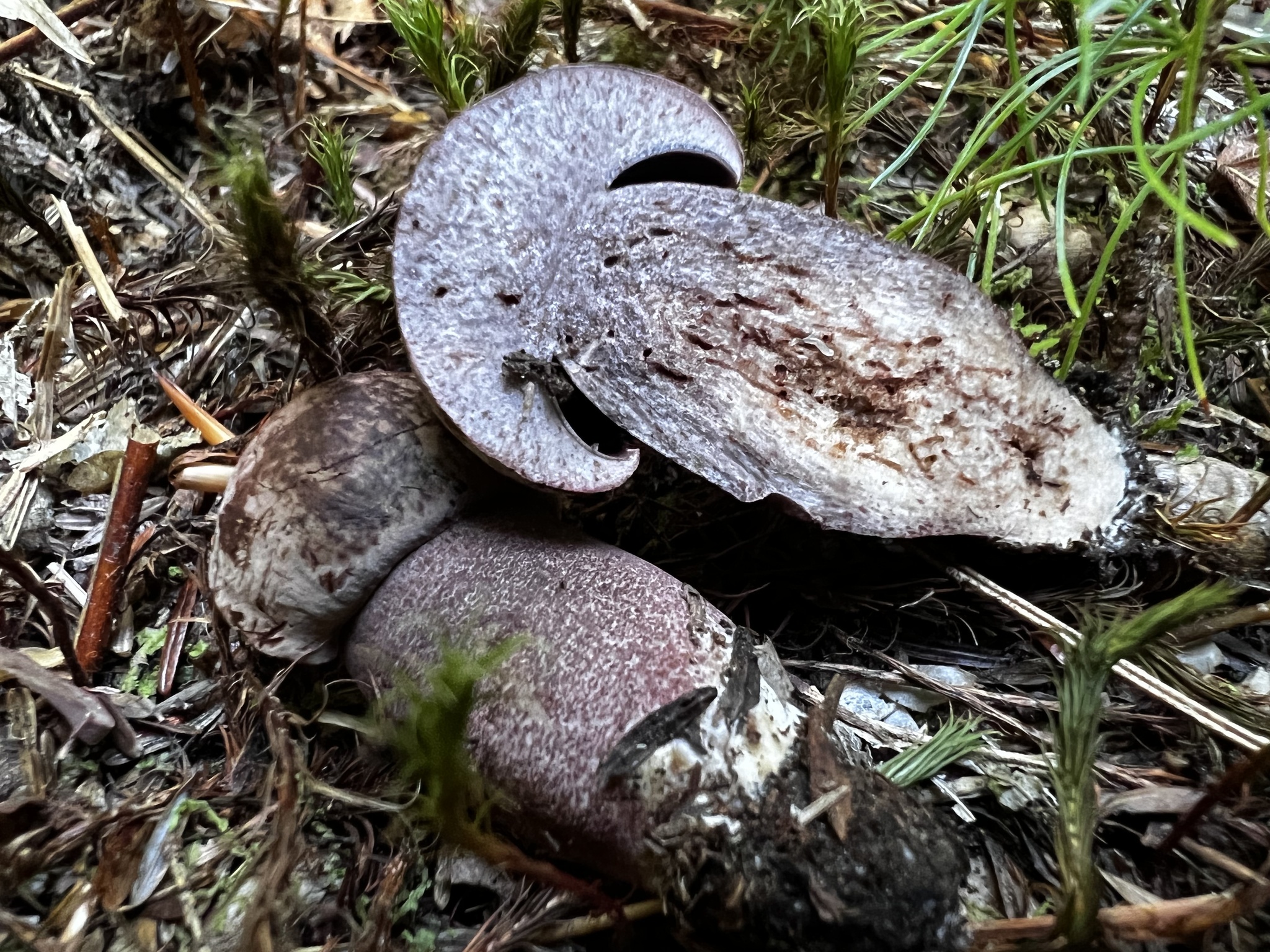 Sutorius eximius (Peck) Halling, Nuhn & Osmundson