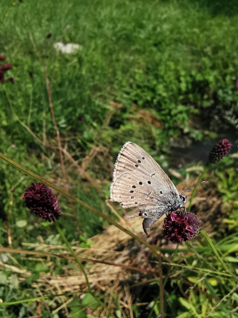 Scarce Large Blue in August 2022 by savo · iNaturalist