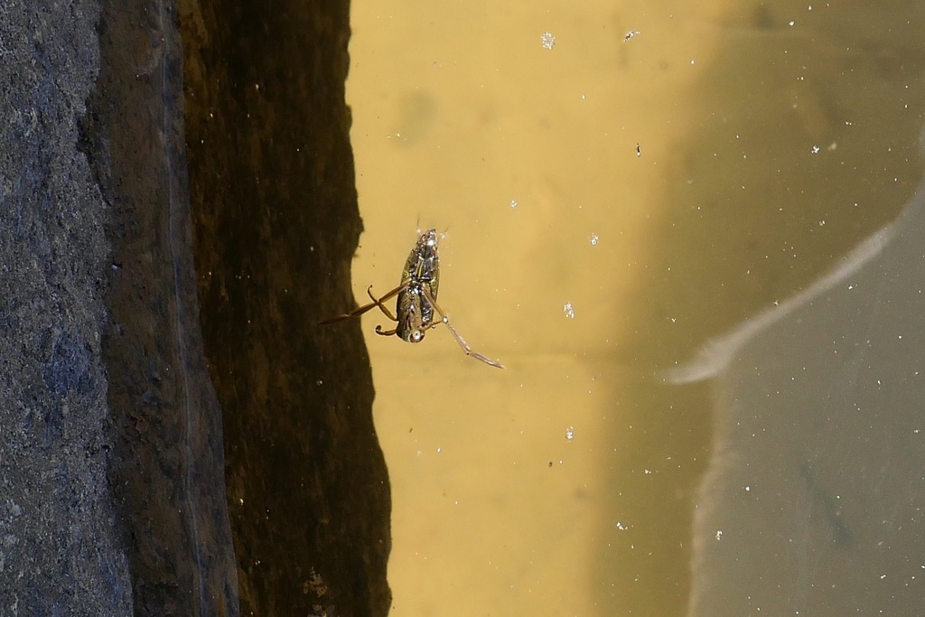 Milky Backswimmers in May 2022 by paulexcoff · iNaturalist