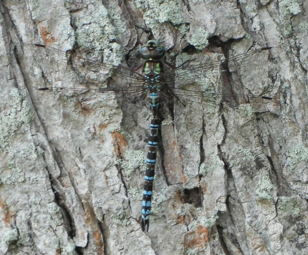 Mottled Darner from Frontenac, Ontario, Canada on August 03, 2022 at 12 ...