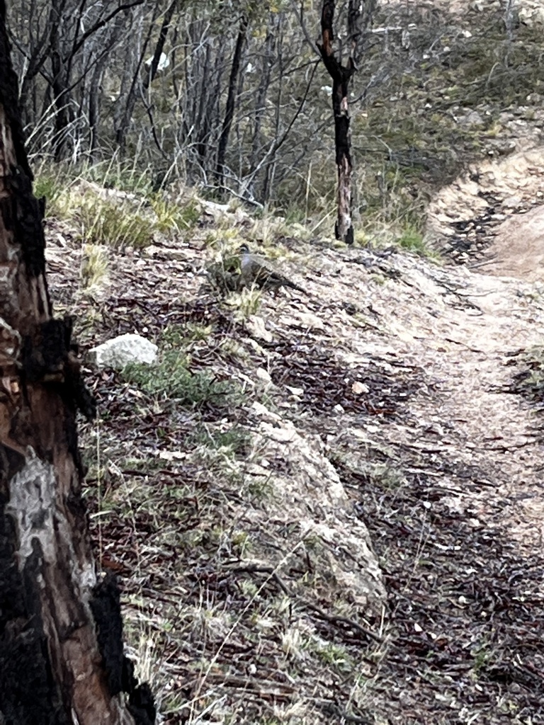 Common Bronzewing from Stromlo, ACT, AU on July 31, 2022 at 02:47 PM by ...