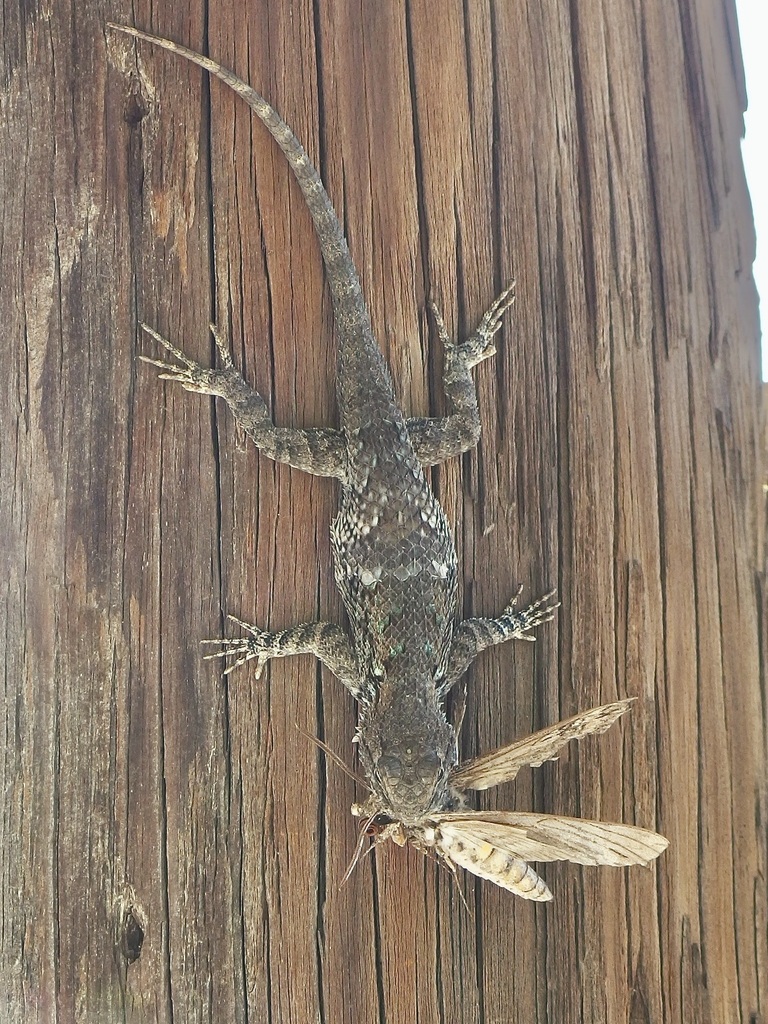 Clark's Spiny Lizard from Ruby tailings, Santa Cruz County, AZ, USA on ...