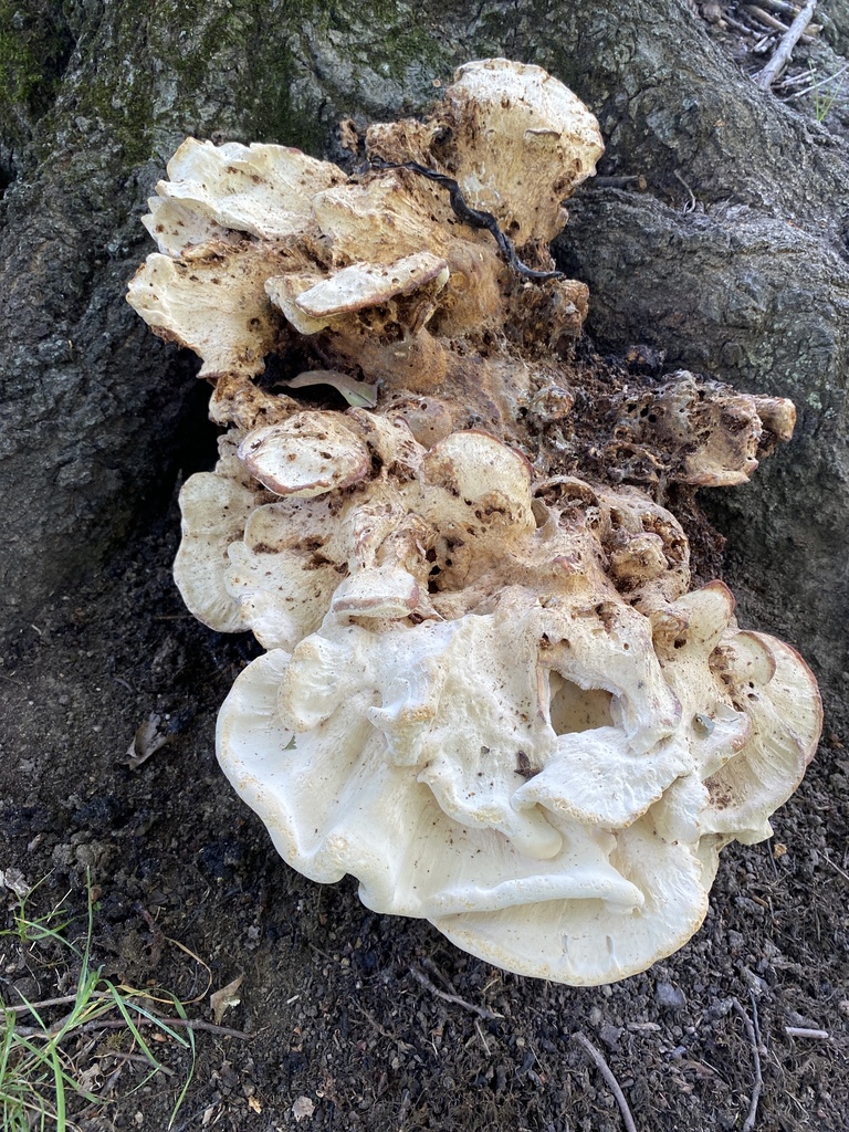 Berkeley's Polypore from Helen Dr, Hubbard, OH, US on August 03, 2022 ...
