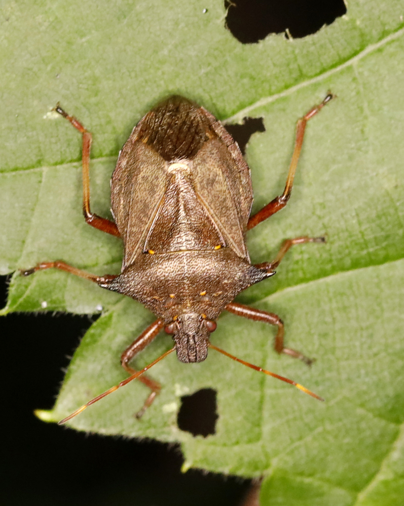 Spiny Shield Bug from McLean, NY 13102, USA on July 30, 2022 at 10:01 ...