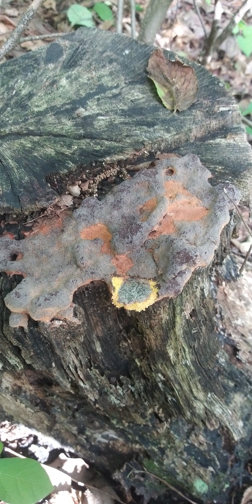 Dog Vomit Slime Mold in July 2022 by jim. Old and dried. · iNaturalist