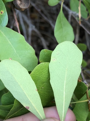 island scrub oak (Quercus pacifica) · iNaturalist United Kingdom
