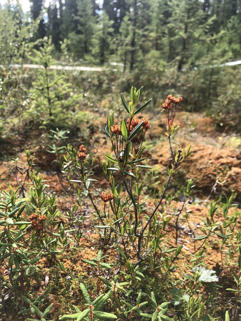 Swamp Laurel from Wood Buffalo, AB, CA on August 03, 2022 at 10:10 AM ...