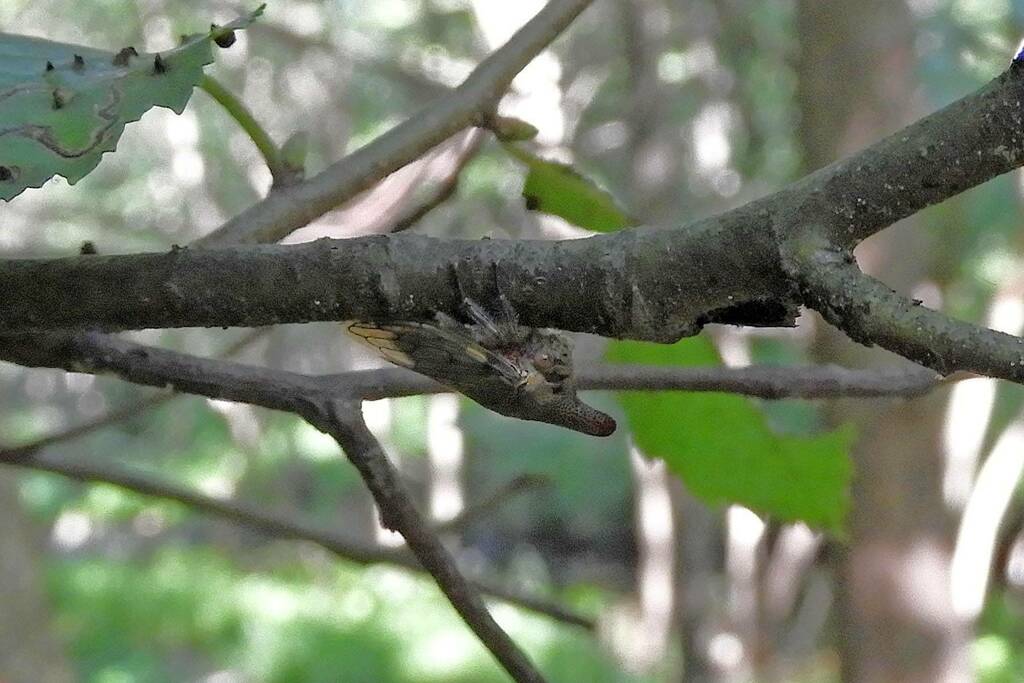 Locust Treehopper from Walker Nature Center on August 3, 2022 by ...