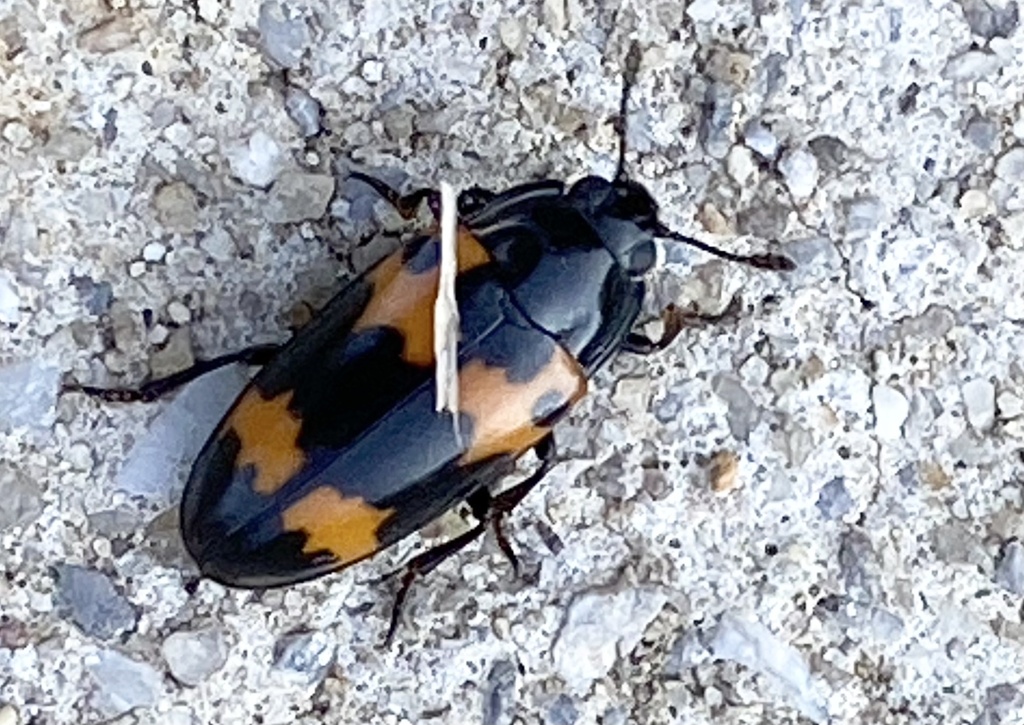Red-banded Fungus Beetle from Eden Brook Dr, Columbia, MD, US on August ...