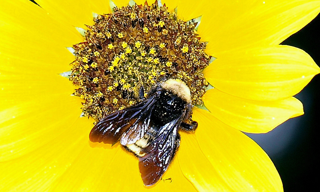 American Bumble Bee from hidden pond & nature trail Burleson, TX, USA ...