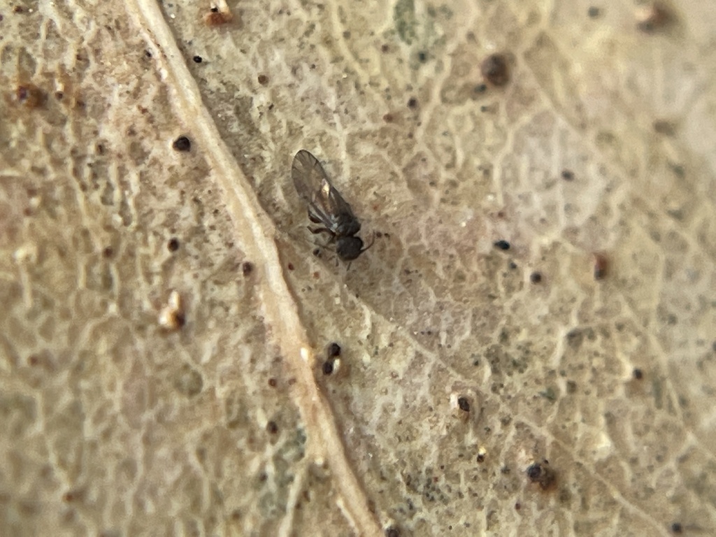 Barklice, Booklice, and Parasitic Lice from Greenwood Park, Pacific ...