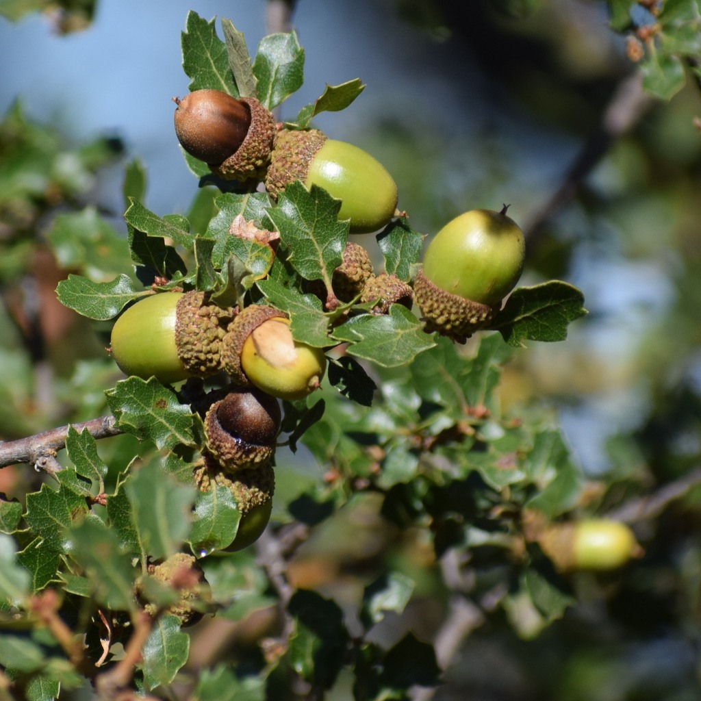 California scrub oak from Sierra Azul OSP, Santa Clara County, CA, USA ...