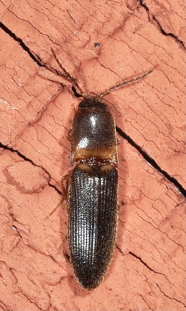 Megapenthes rufilabris from Somerset County, MD, USA on July 22, 2022 ...