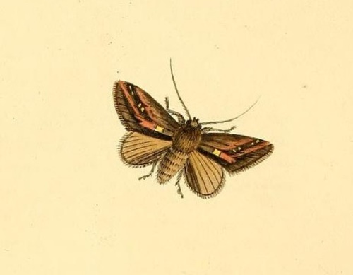 Euclea dicolon · iNaturalist