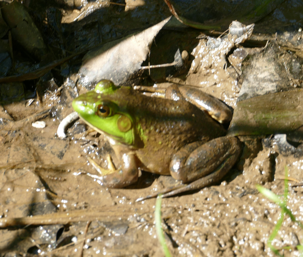 American Bullfrog from Monkton Ridge, Monkton, VT 05473, USA on August ...