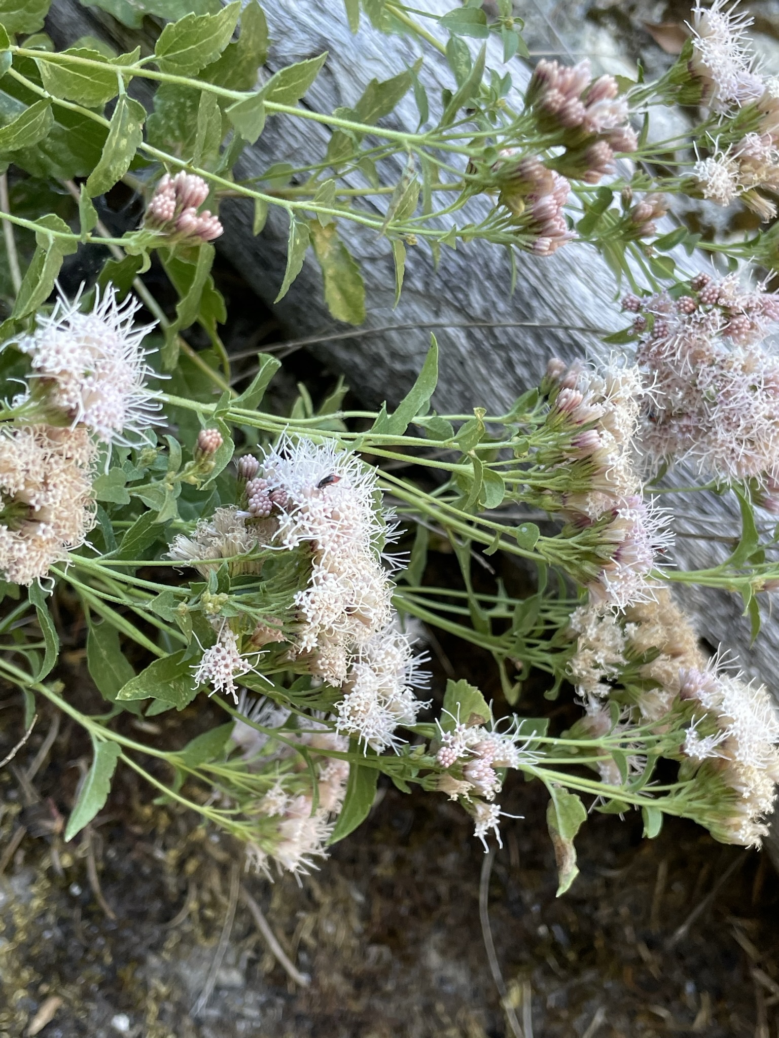 Ageratina occidentalis (Hook.) R.King & H.Rob.