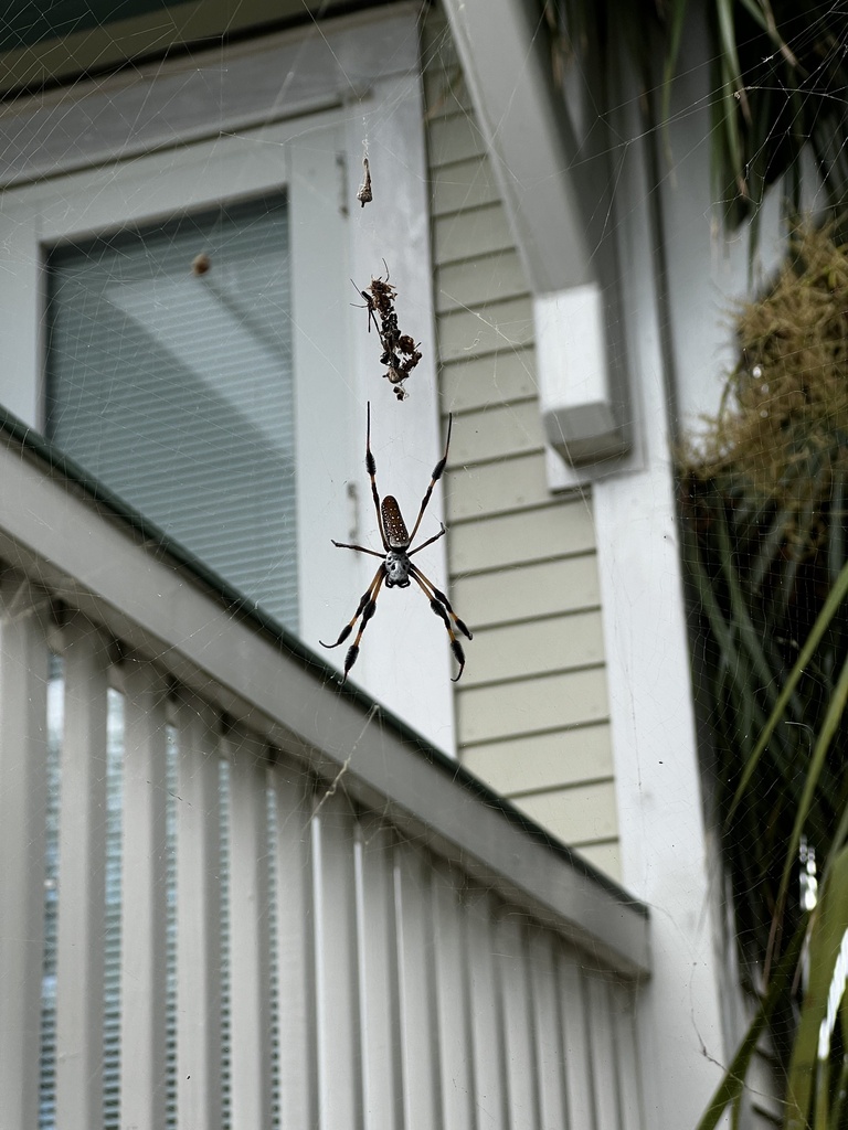 Golden Silk Spider from North Atlantic Ocean, Bald Head Island, NC, US ...