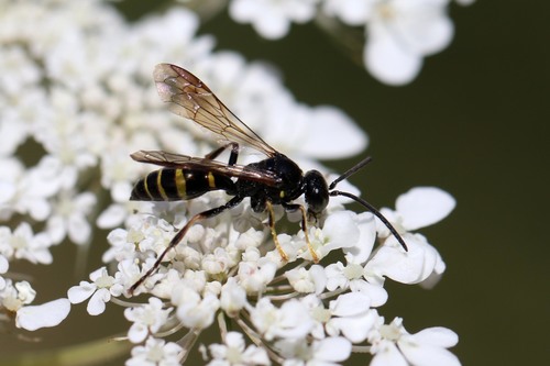 Gorytes quinquefasciatus · iNaturalist United Kingdom