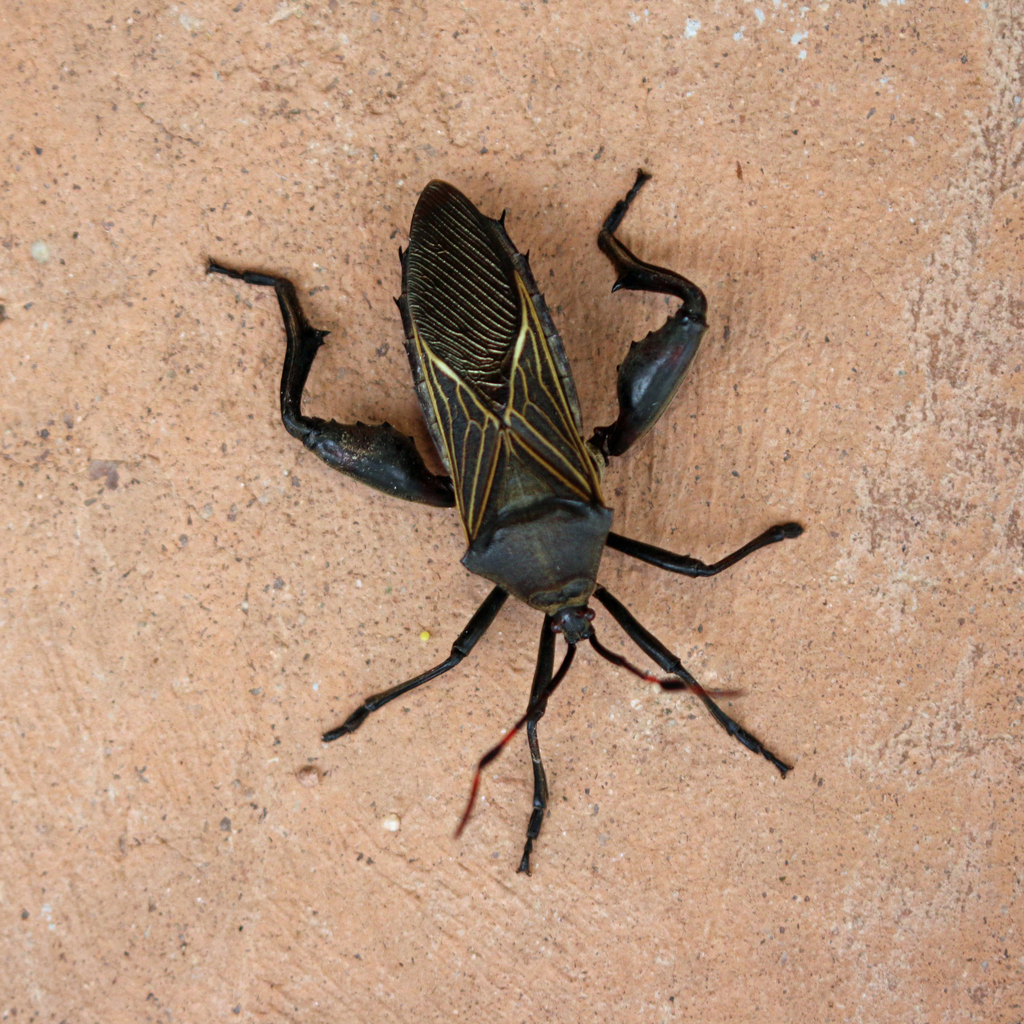Giant Mesquite Bug from Canoa Ranch, AZ, USA on August 3, 2022 at 08:11 ...