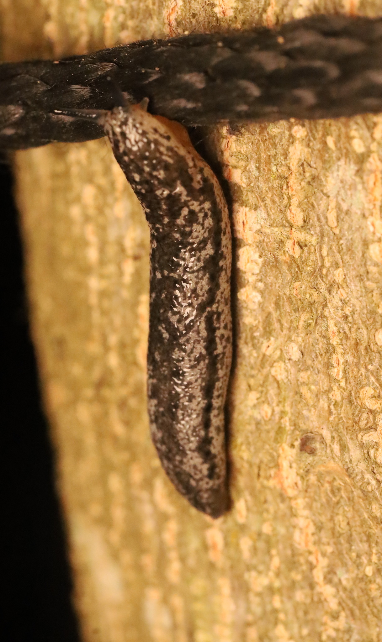 Philomycus togatus (A.Gould, 1841)