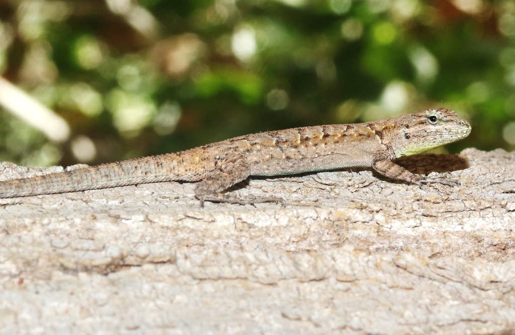 Colorado River Tree Lizard from Yuma, Arizona, United States on July 23 ...