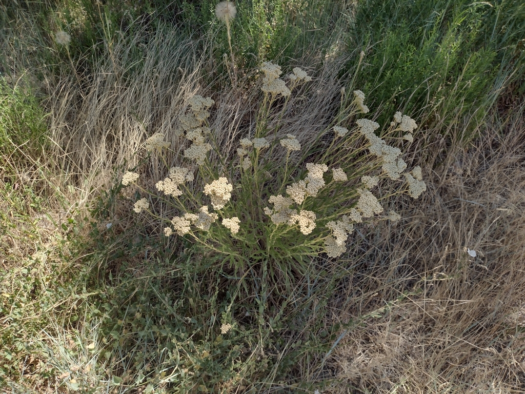 common yarrow complex from Mapleton, UT 84664, USA on July 16, 2022 at ...