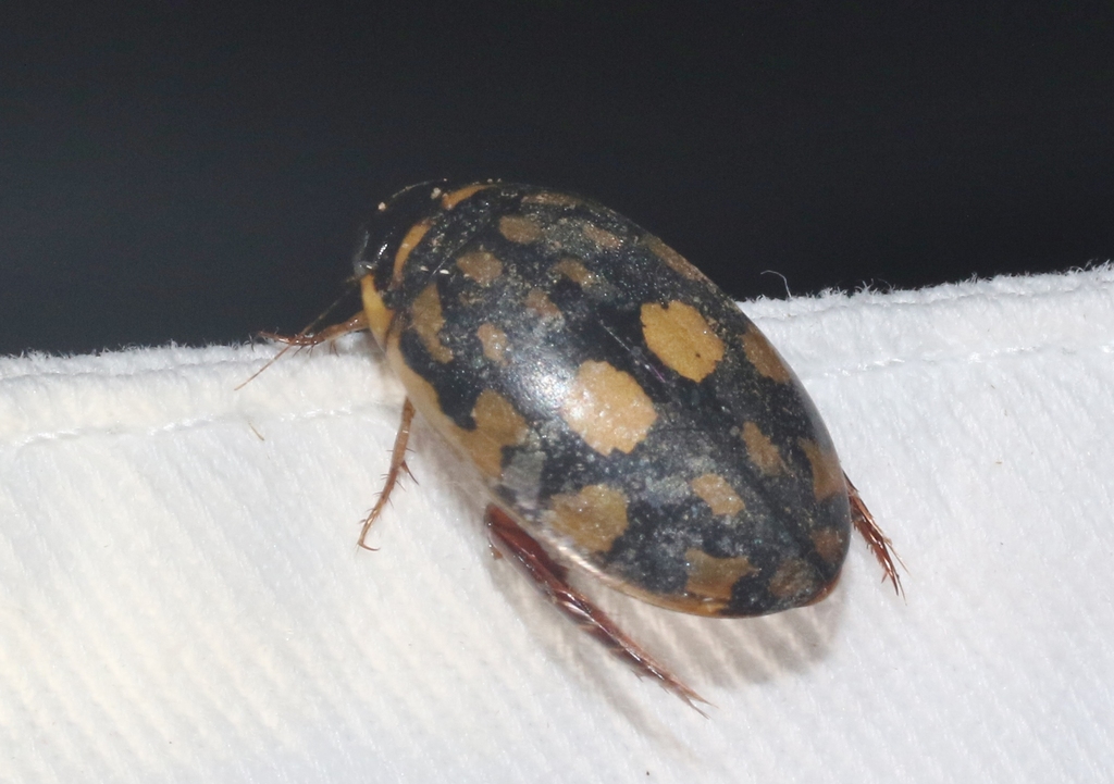 Sunburst Diving Beetle from Santa Cruz, Arizona, United States on July ...