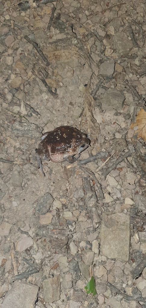 Boreal Digging Frog from Bongmu-dong, Daegu, Daegu, KR on August 07 ...