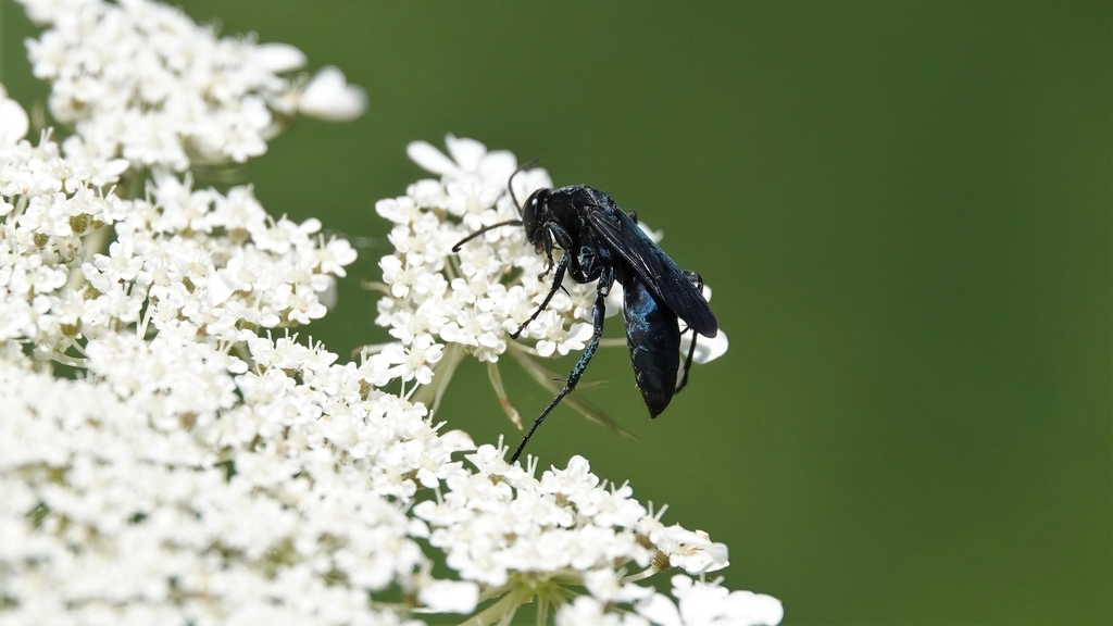 Spider Wasps from Nanaimo, BC, Canada on August 02, 2022 at 03:13 PM by ...