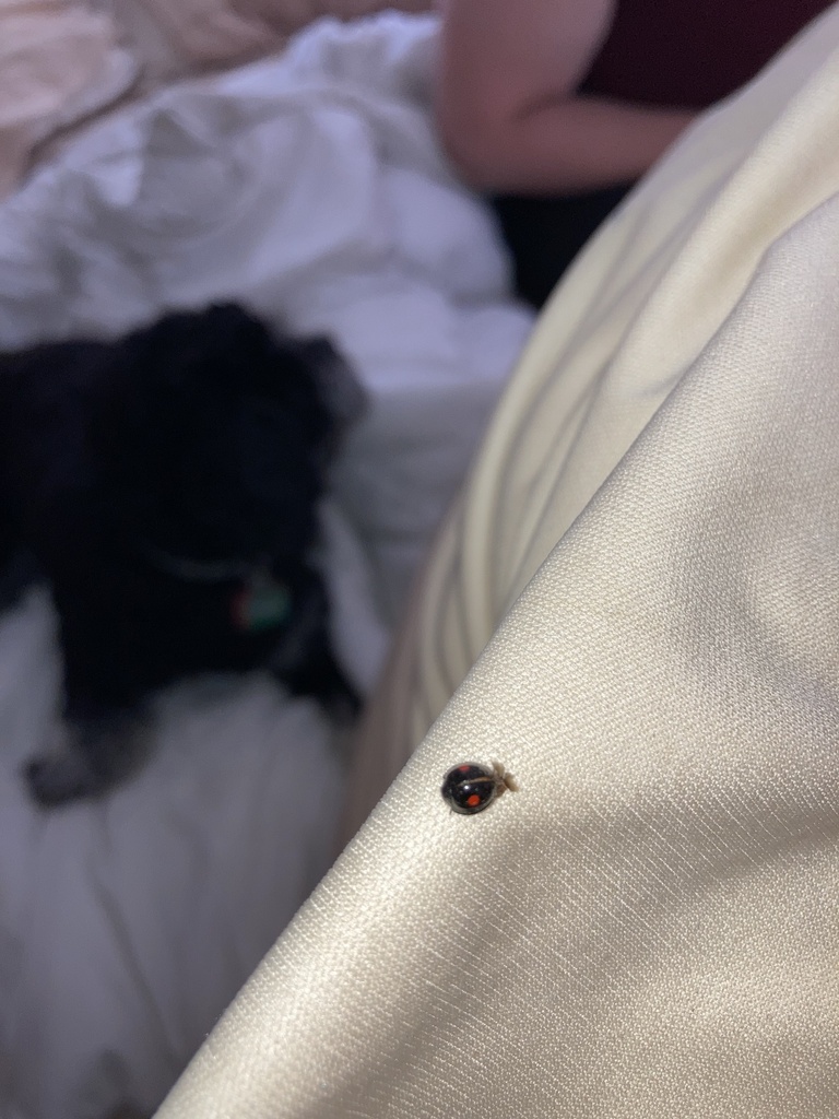 Twice-stabbed Lady Beetles from New Queen St, Philadelphia, PA, US on ...