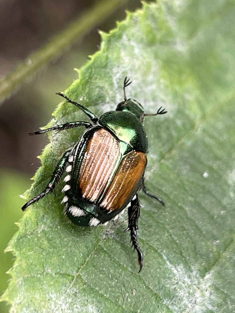 Japanese Beetle from Myoko-Togakushi Renzan National Park, Shinano ...