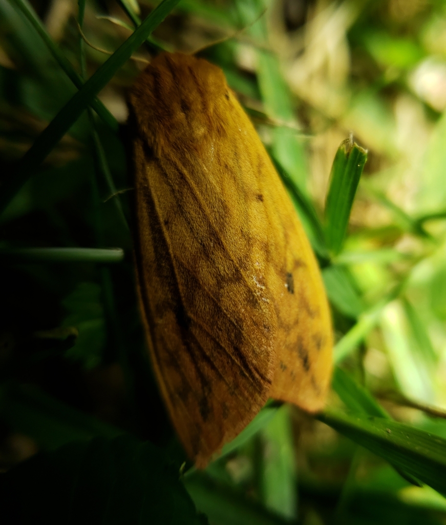 Isabella Tiger Moth from Monkton, MD, USA on August 02, 2022 at 09:49 ...