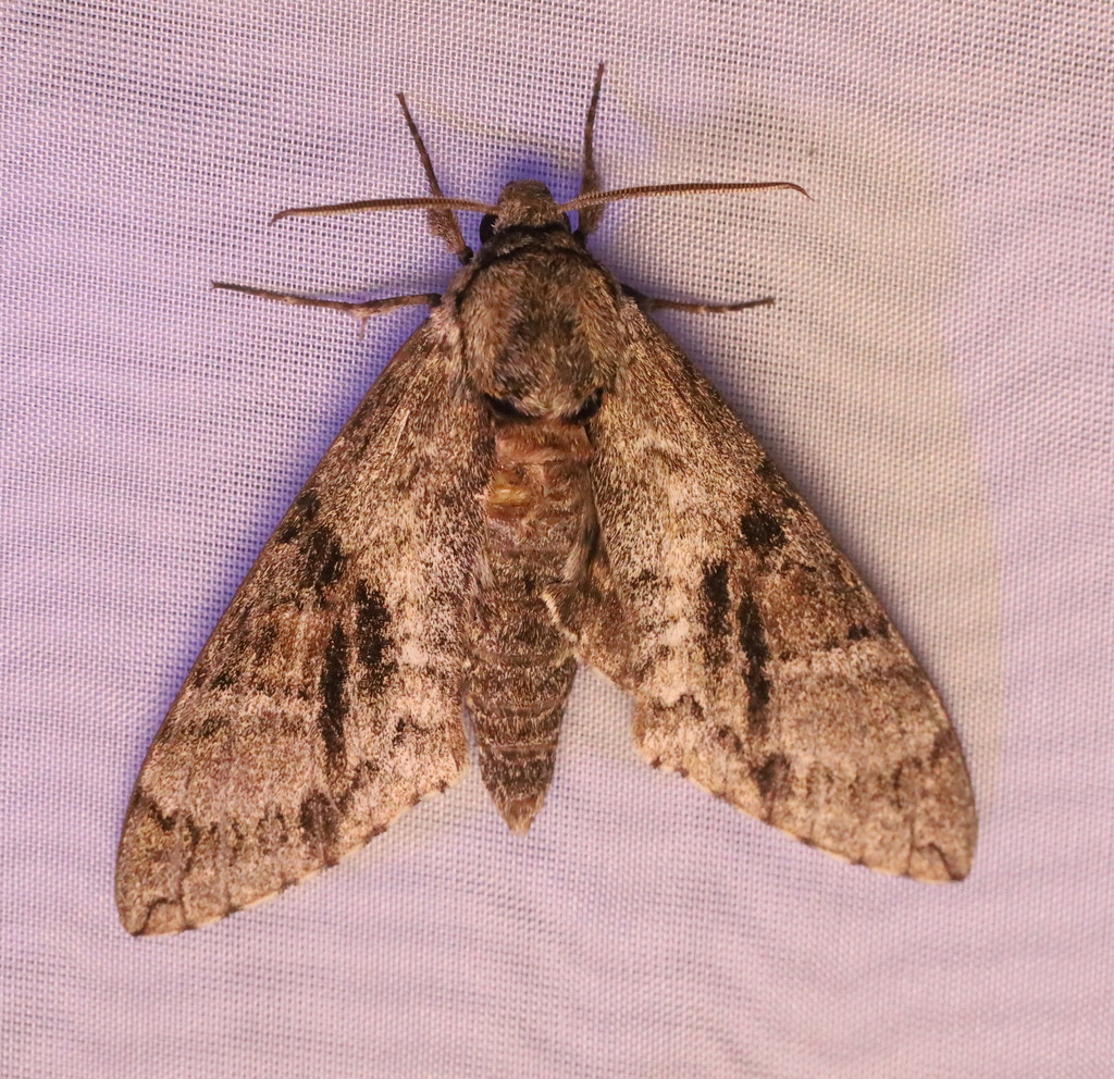 Ash Sphinx from Harrison County, OH, USA on August 02, 2022 at 11:13 PM ...