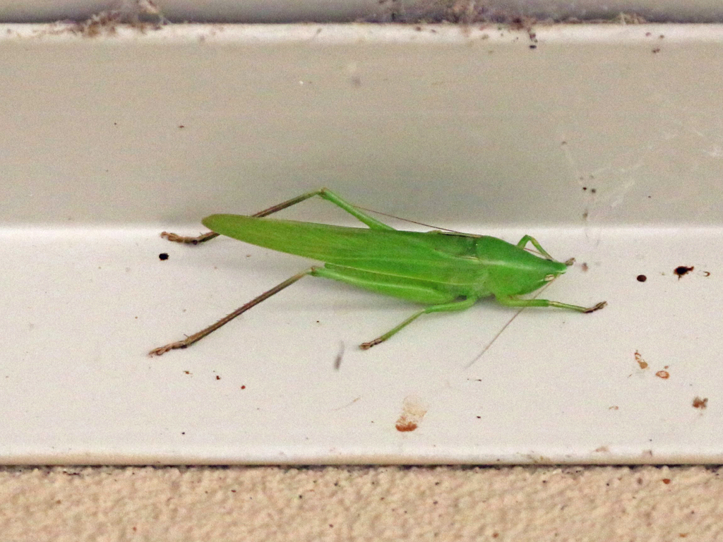 Broad-tipped Conehead from Canoa Ranch, AZ, USA on August 03, 2022 at 08:22 AM by John Van ...