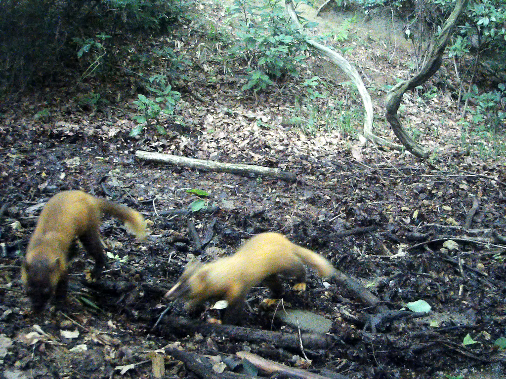 Japanese Marten (Martes melampus) - Know Your Mammals
