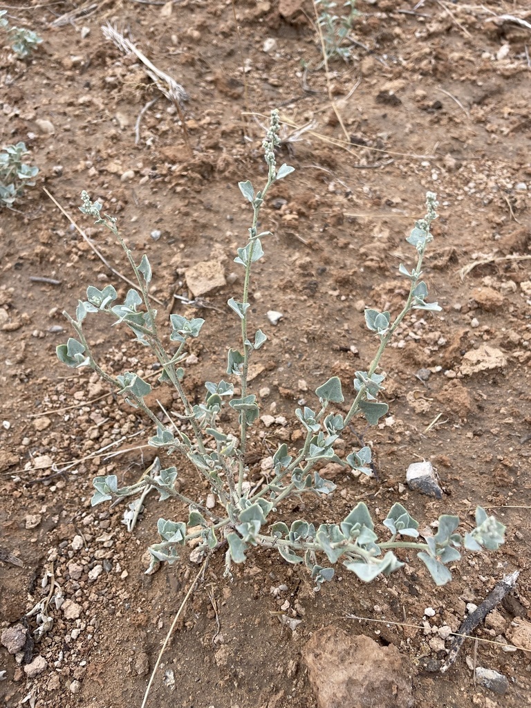 Goosefoots in July 2022 by Matt Berger · iNaturalist