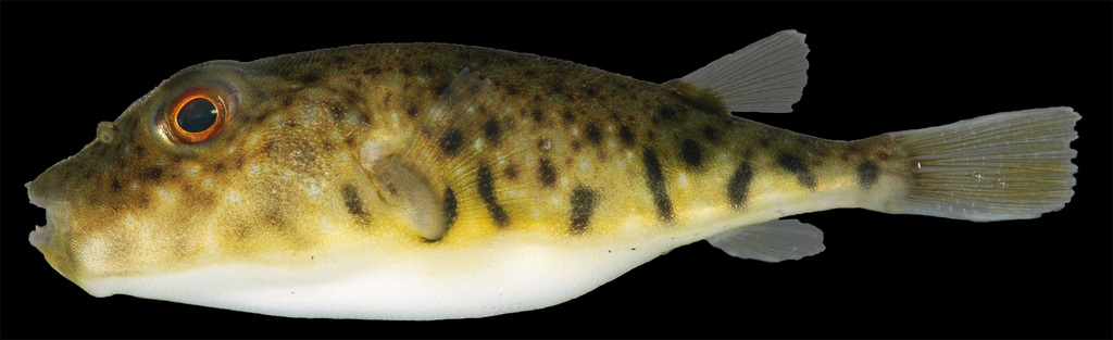 Northern Puffer in July 2016 by sercfisheries · iNaturalist