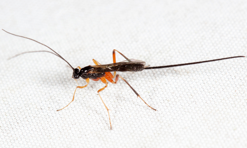 Macrocentrus marginator · iNaturalist