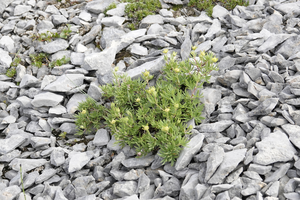 shrubby cinquefoil from Raleigh, NL, Canada on July 27, 2022 at 08:26 ...