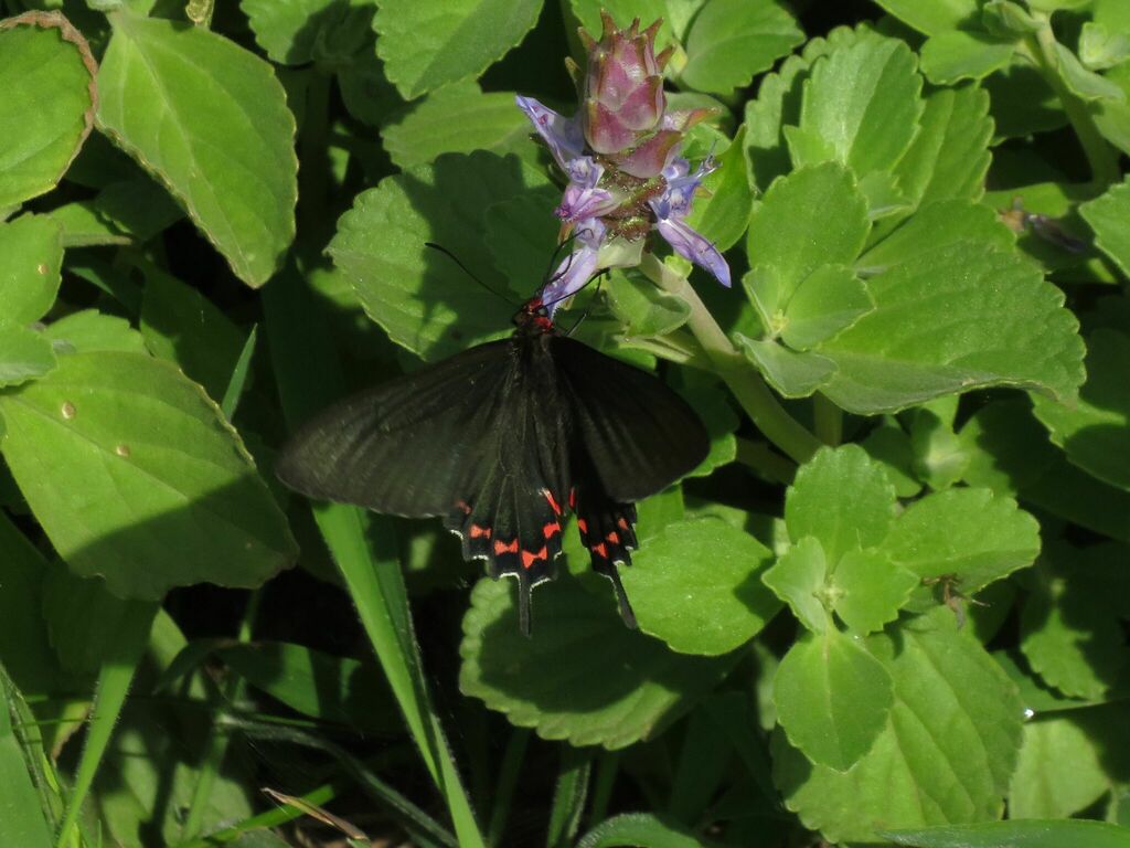 Parides bunichus from Reserva Yaguaroundí on July 21, 2022 at 10:10 AM ...