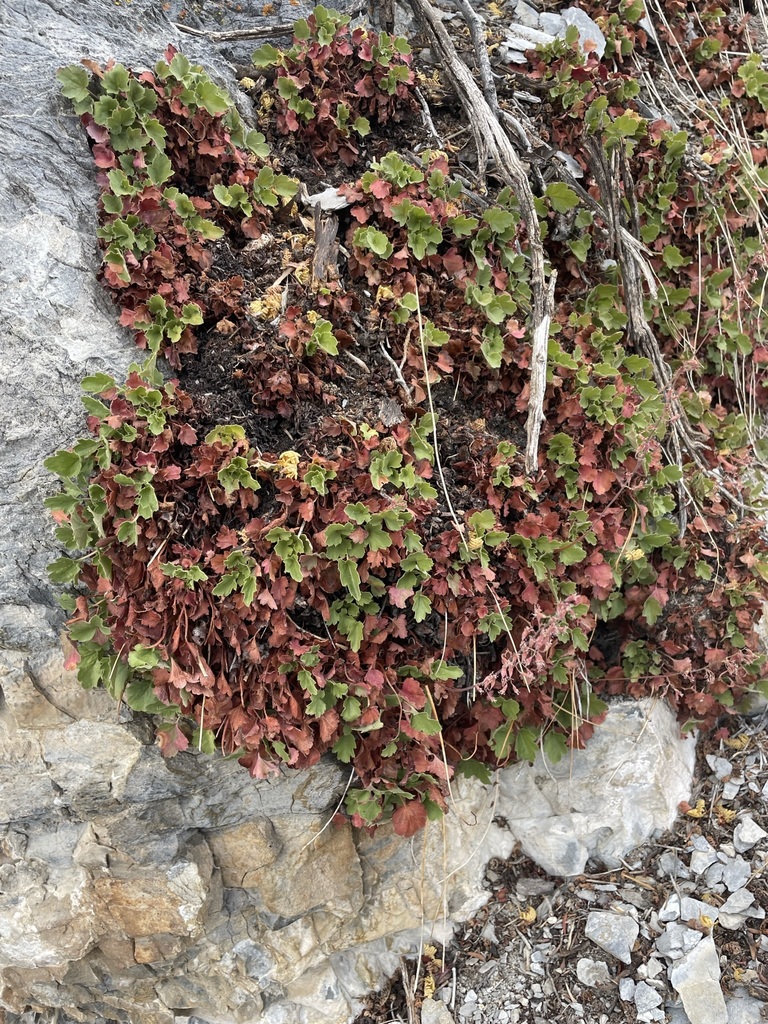 pink alumroot from Inyo National Forest, Inyo, California, United ...