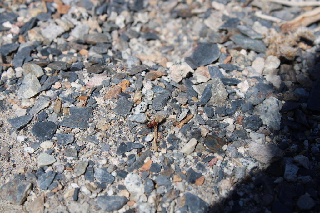 Typical American Harvester Ants from Hot Creek Hatchery Rd, Mammoth ...